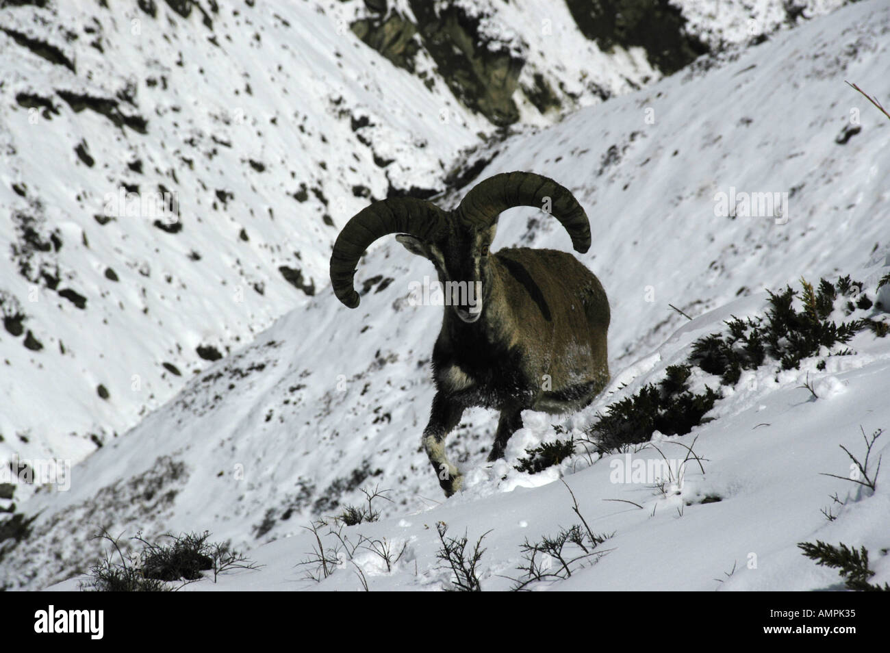 Himalayan blue sheep Bharal Pseudois nayaur in the snow with big horns ...
