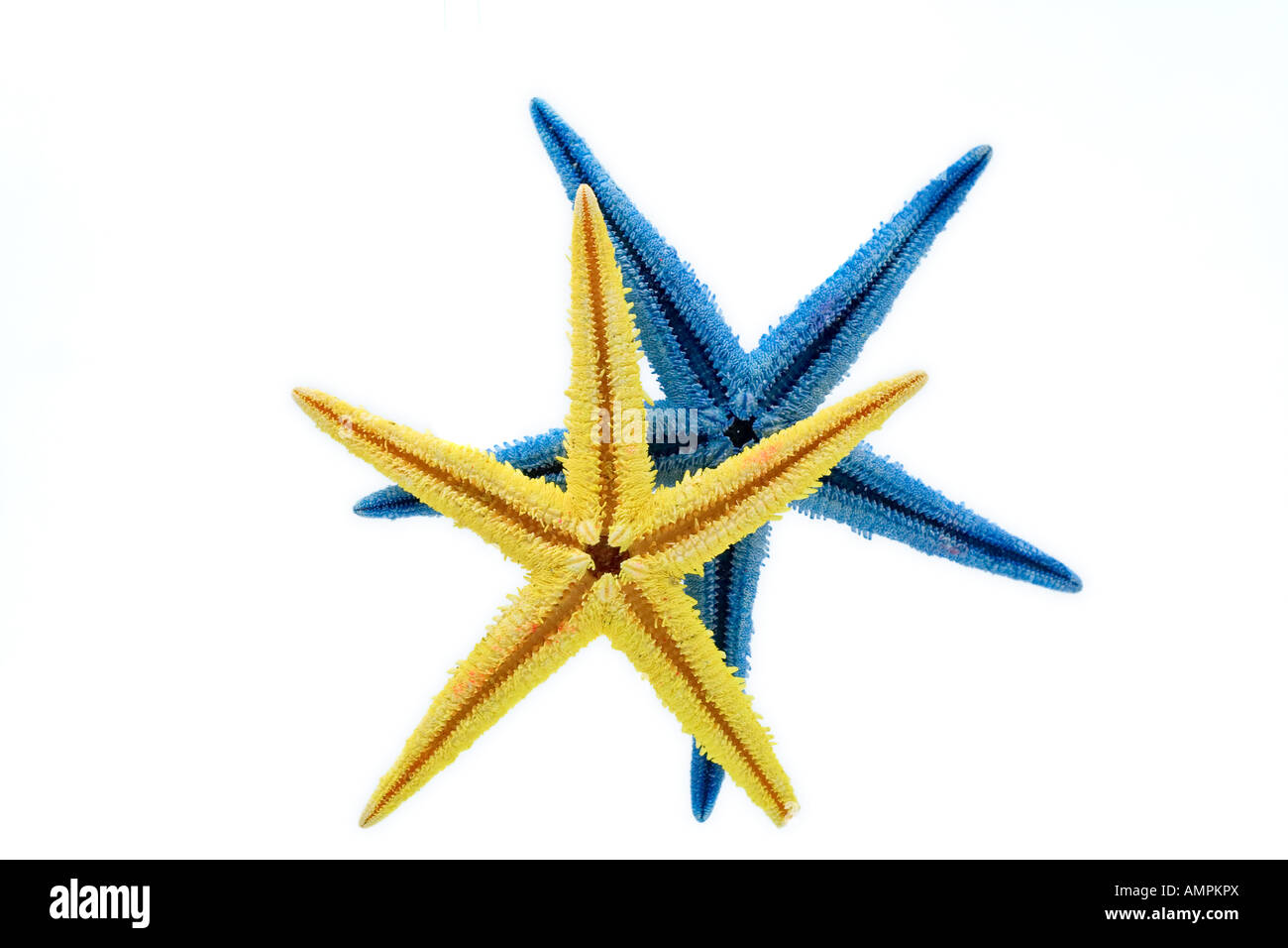 Yellow shell on blue Cut Out Stock Images & Pictures - Alamy