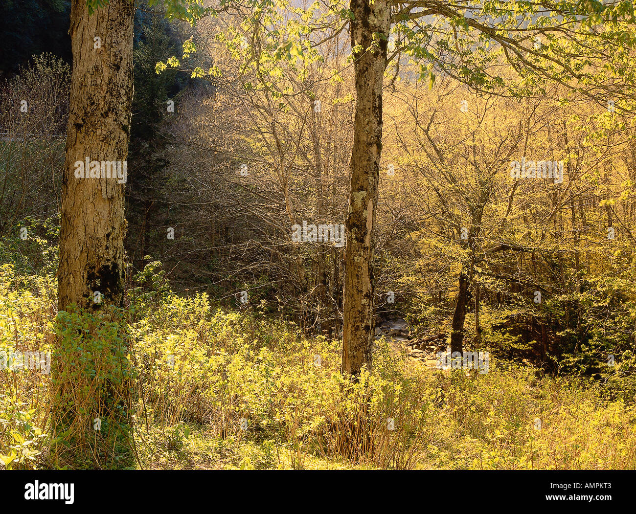 Spring forest in the great smokey hi-res stock photography and images ...