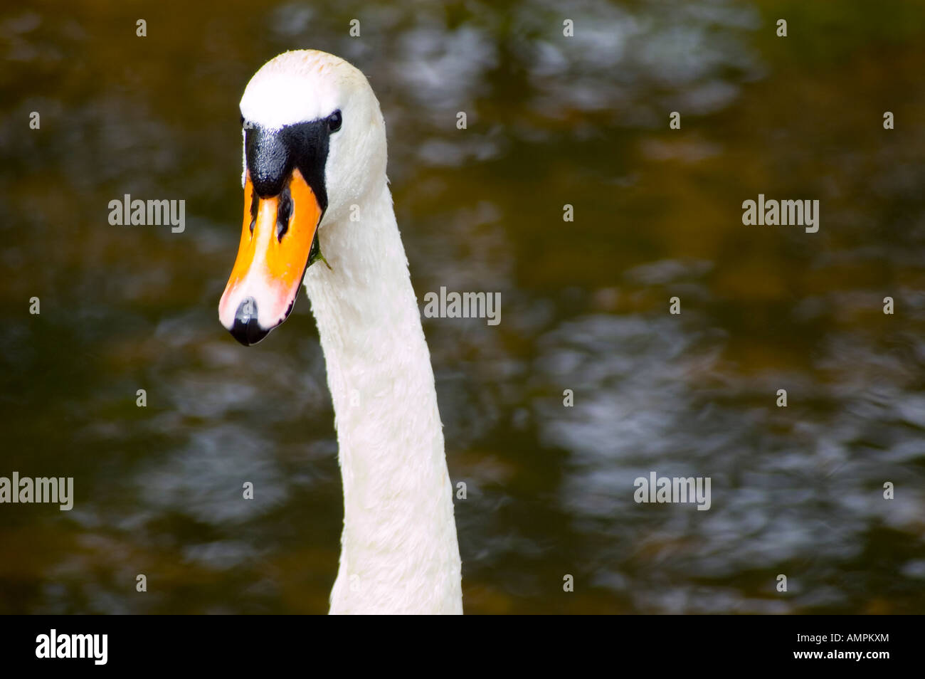 Head of large white male swan (cob) on water Stock Photo - Alamy