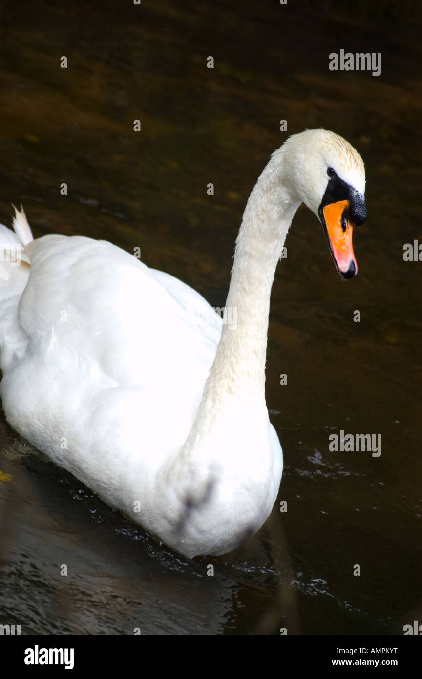 Large white male swan (cob) on water Stock Photo - Alamy