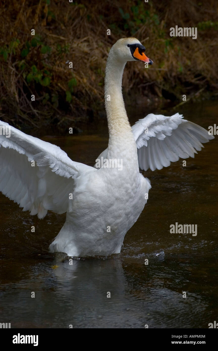Large white male swan (cob) standing in shallow water with wings ...