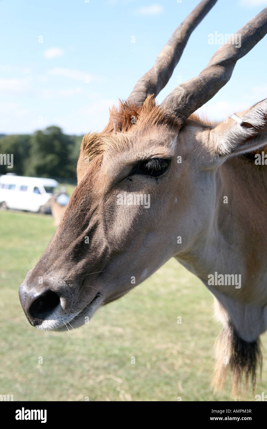 Closeup of Eland antelope's head showing horns, with cars in safari ...