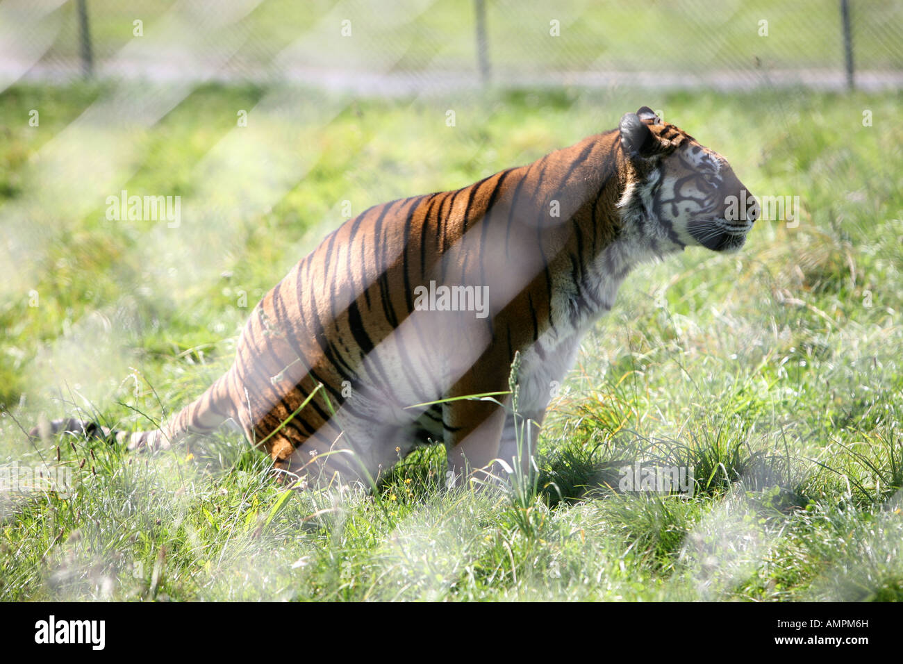 Crouching tiger behind wire mesh fence in safari park Stock Photo - Alamy