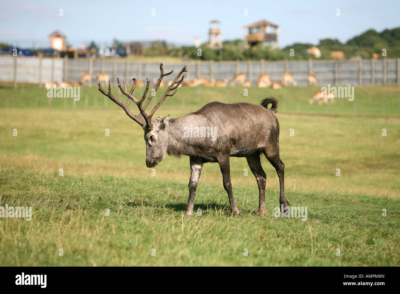 Male reindeer hi-res stock photography and images - Alamy