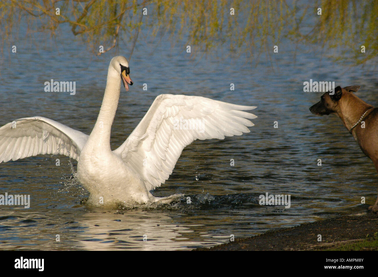 An angry swan and a dog Stock Photo - Alamy