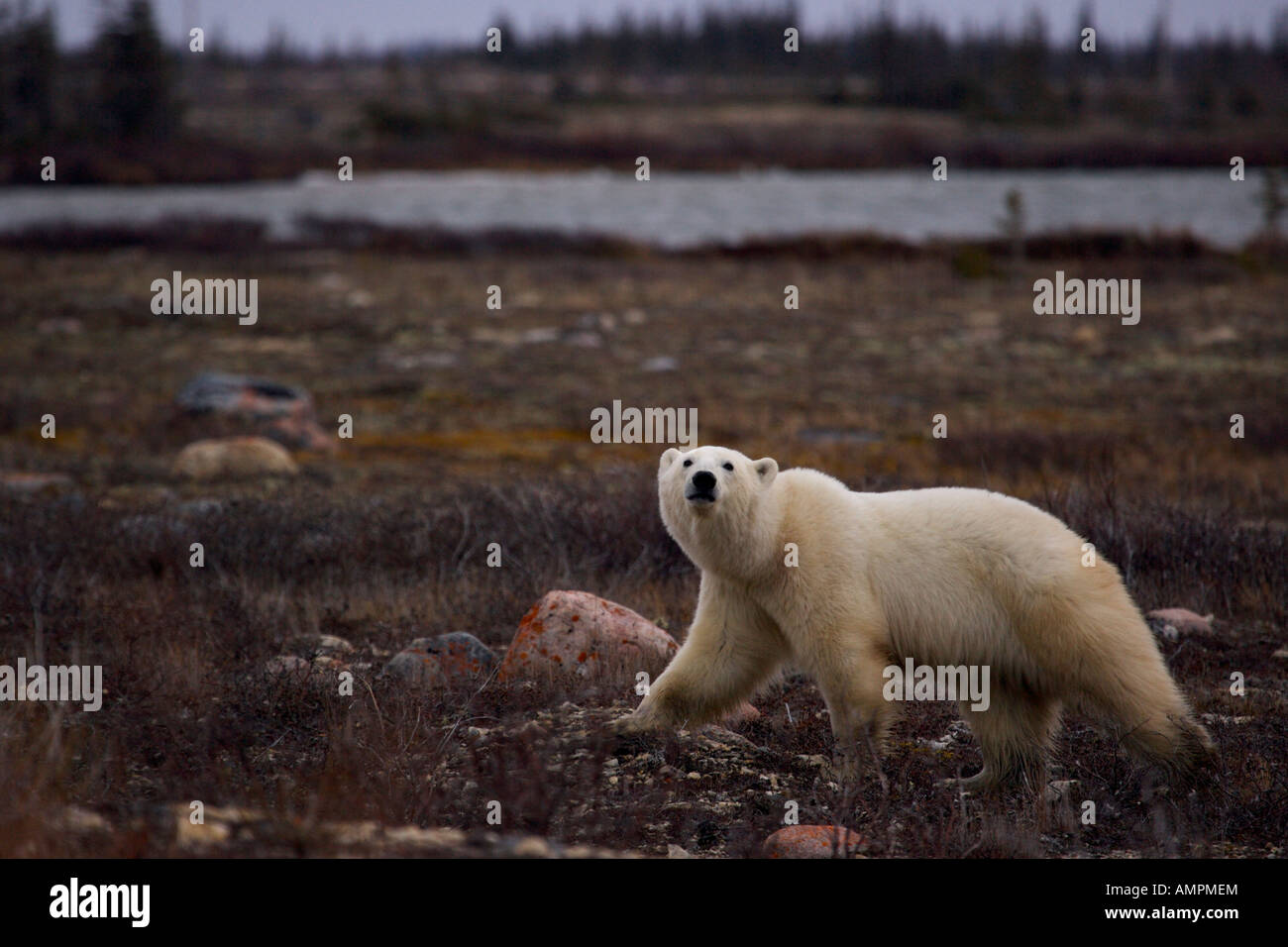 Polar Bear, Ursus maritimus, in the Churchill Wildlife Management Area, Hudson Bay, Churchill ...
