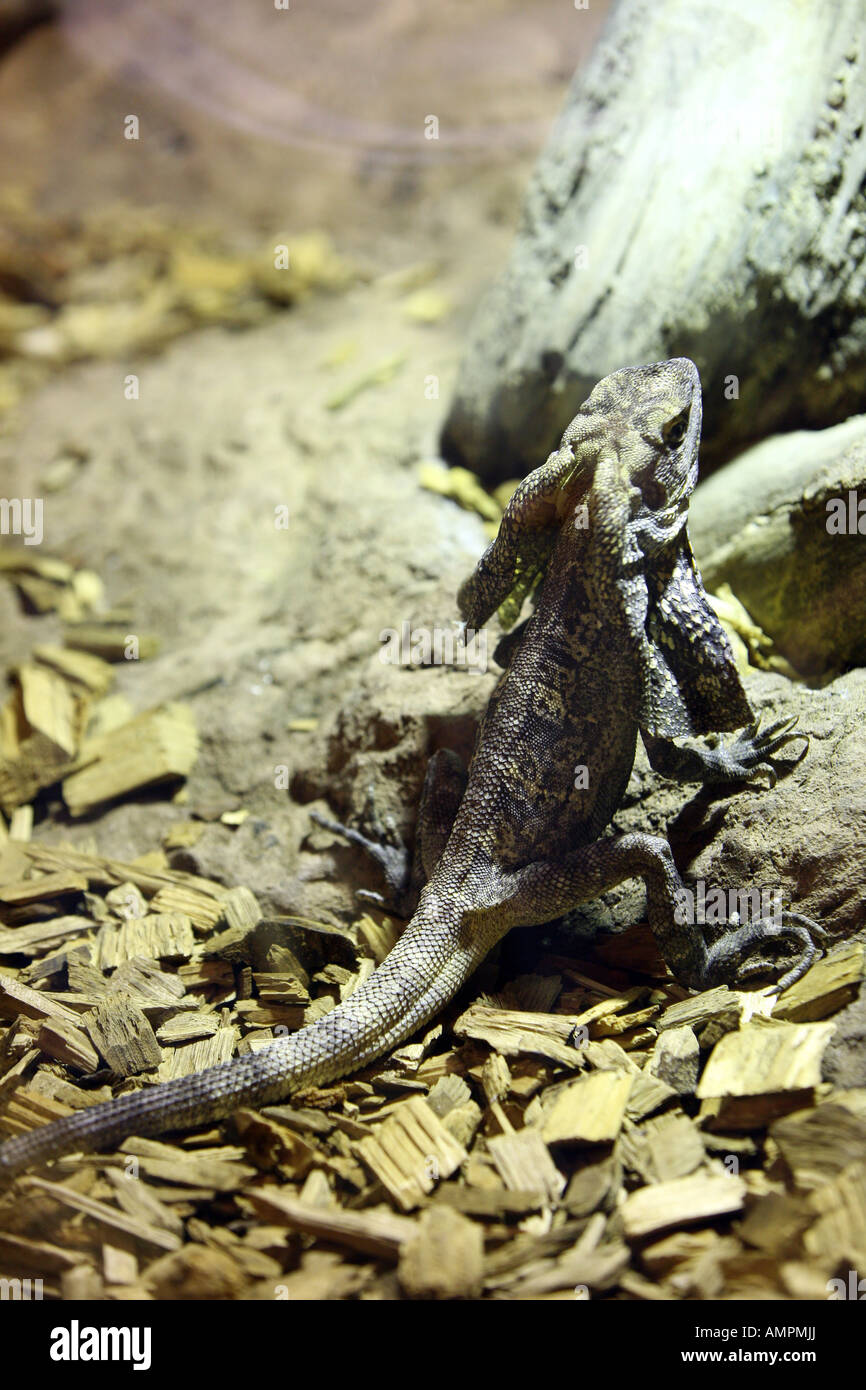 Reptile in the wood small lizard hi-res stock photography and images ...