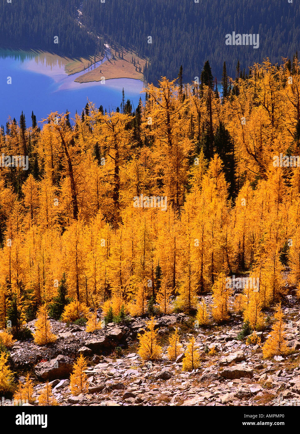 Autumn Larch, Shadow Lake, Banff National Park, Alberta, Canada Stock ...