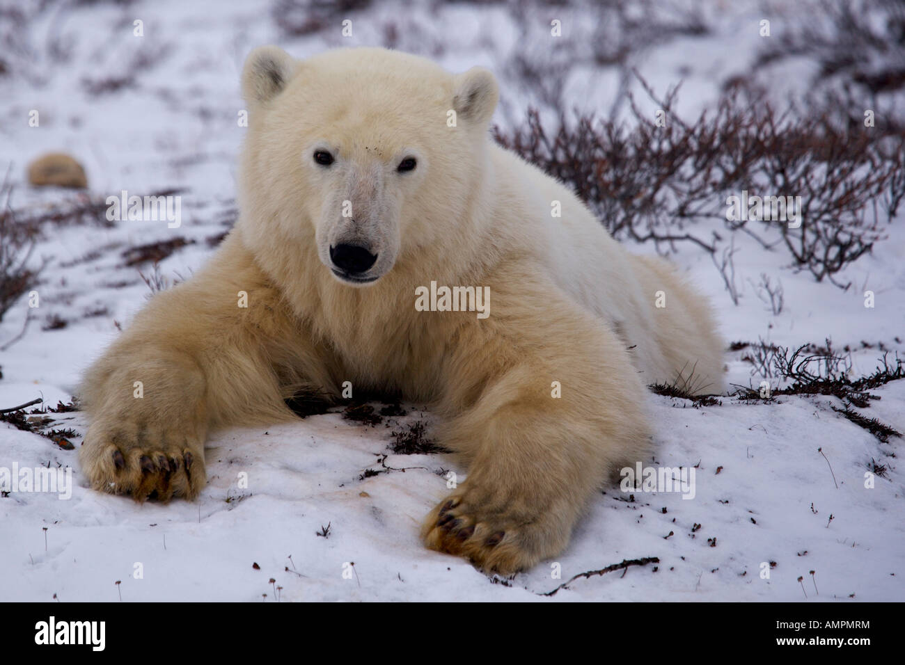 Polar Bear, Ursus maritimus, in the Churchill Wildlife Management Area, Hudson Bay, Churchill ...