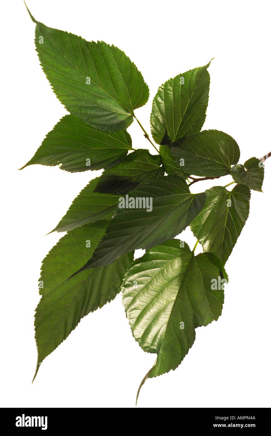 Mulberry leaves, Morus nigra Stock Photo - Alamy