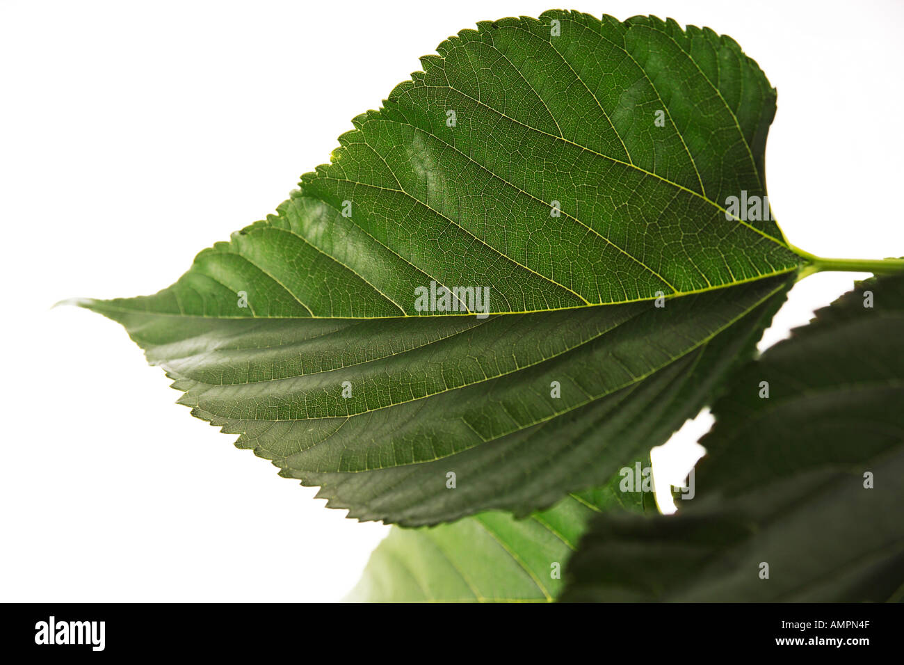 Mulberry leaves, Morus nigra Stock Photo - Alamy