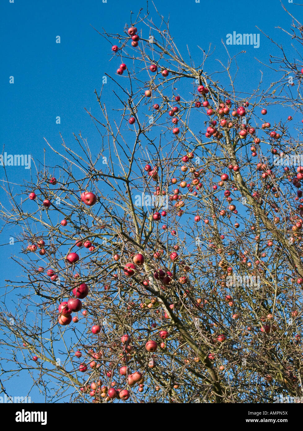 Apple tree in December still bearing ripe red fruit in England UK EU ...
