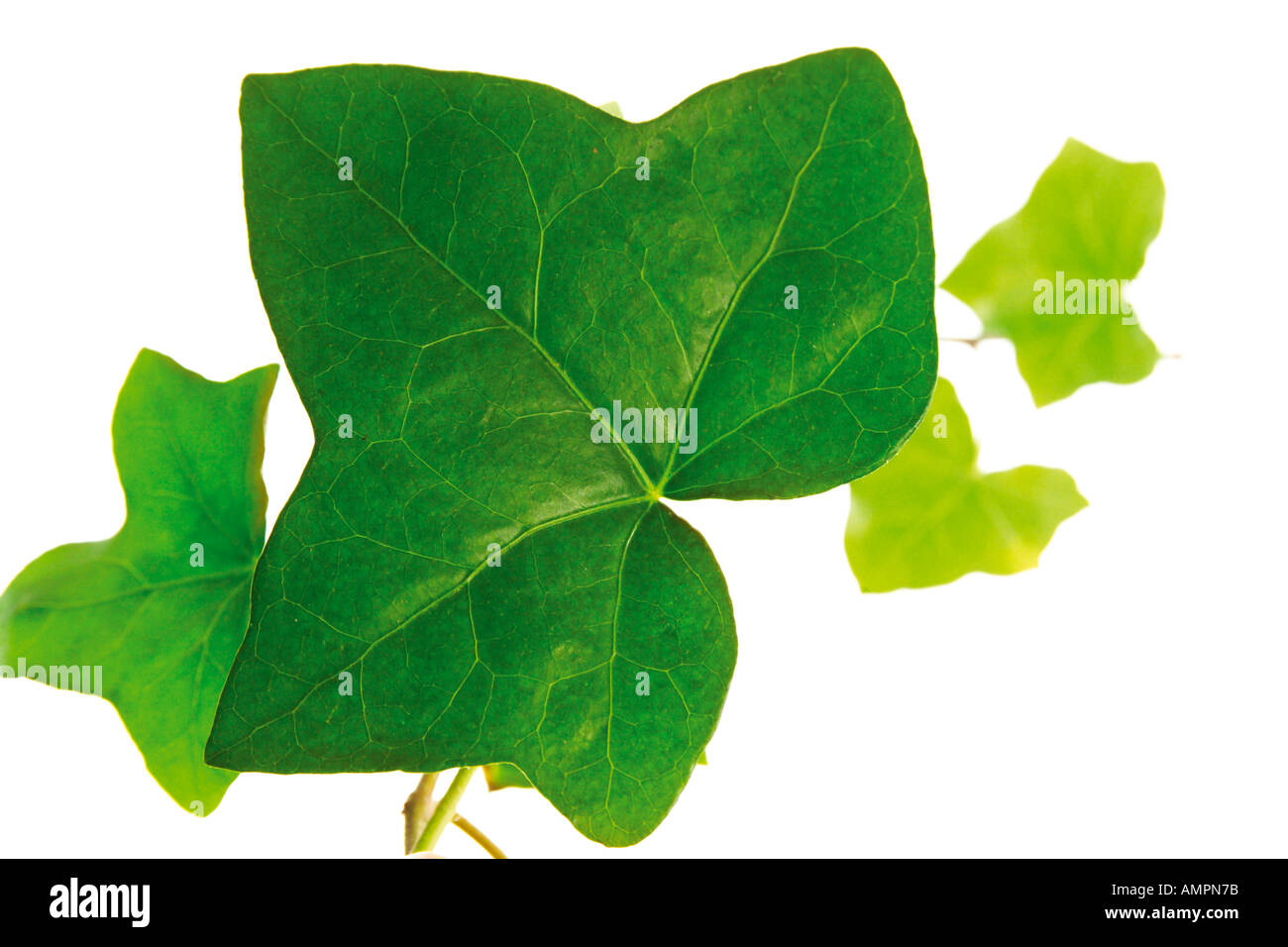 Up close shot hedera helix hi-res stock photography and images - Alamy