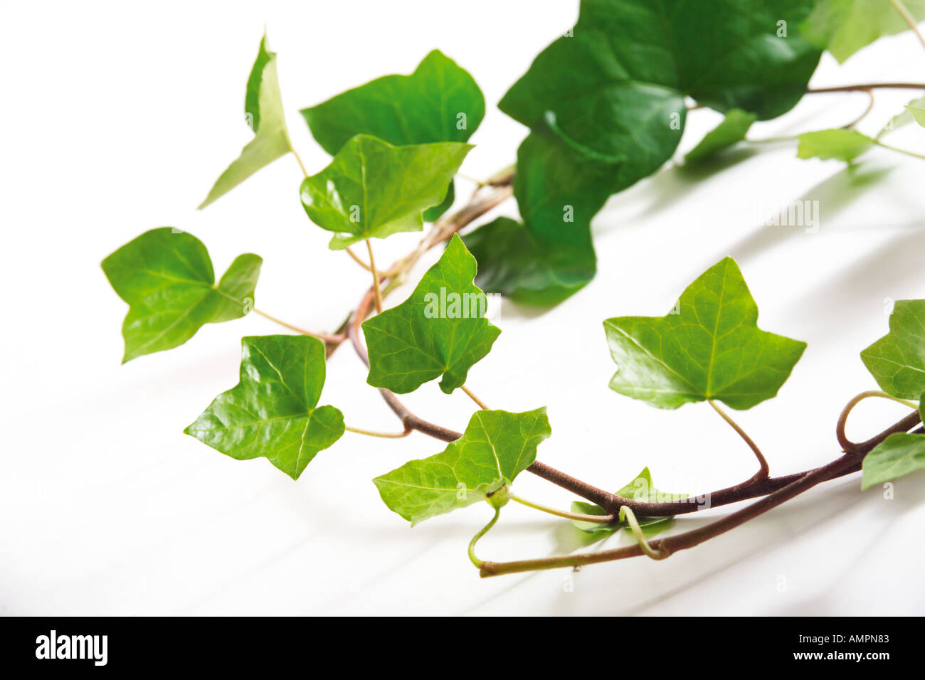Up close shot hedera helix hi-res stock photography and images - Alamy