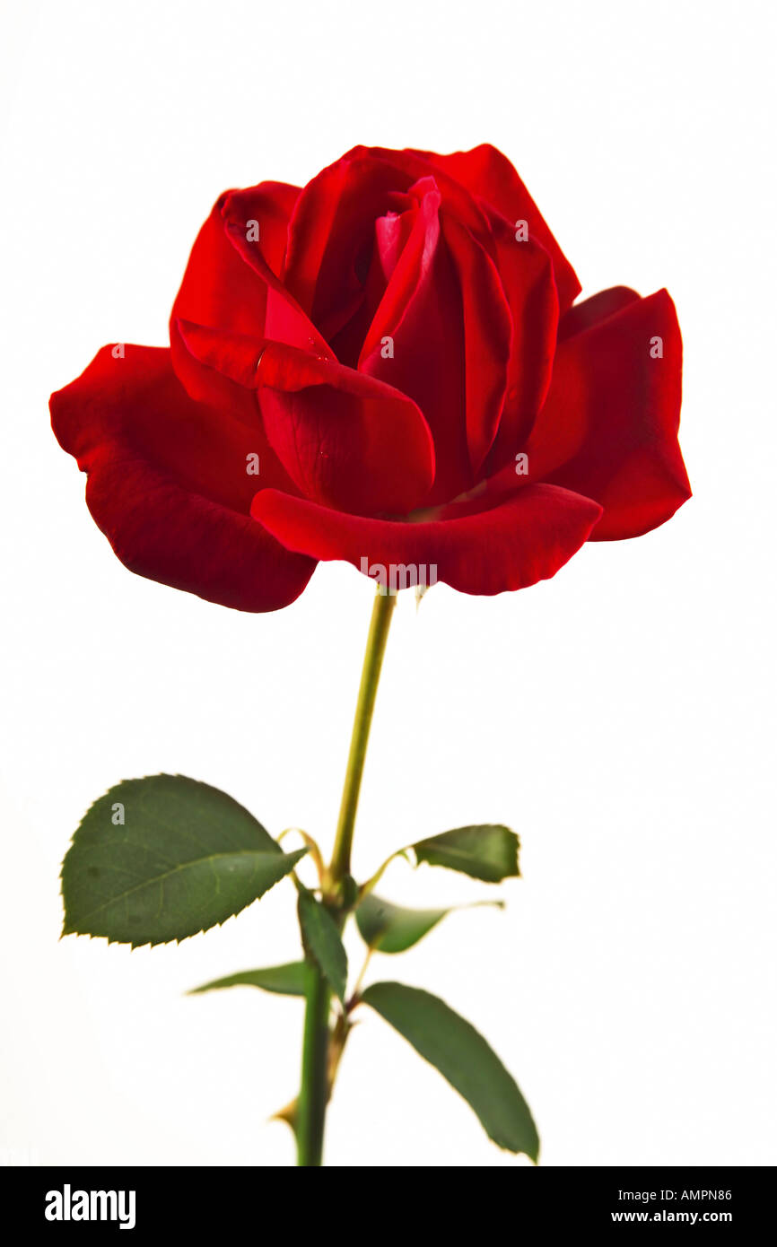 Floribundas roses hi-res stock photography and images - Alamy