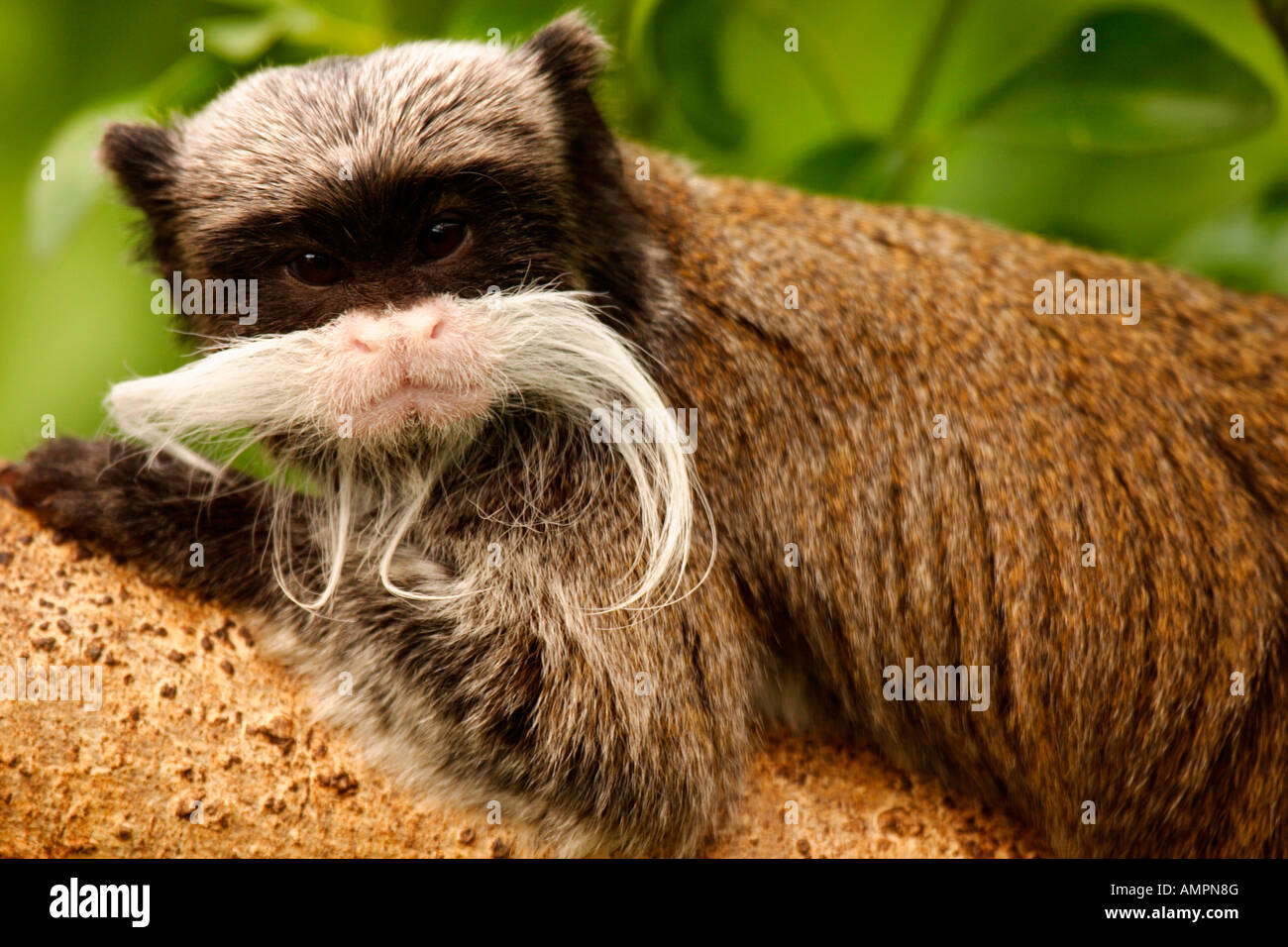 Mustache Monkey From Rio 2