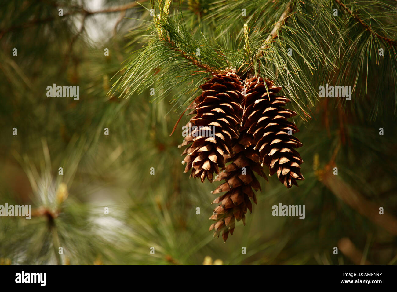 Pine Cone on tree Stock Photo - Alamy