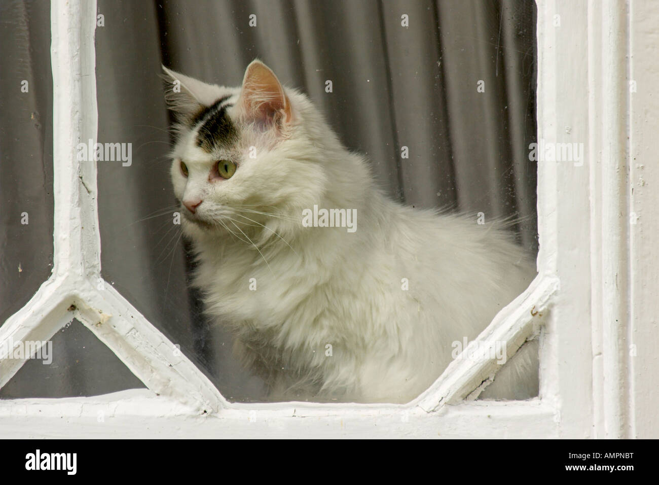 A white and black cat sits patiently looking out of a window Stock ...