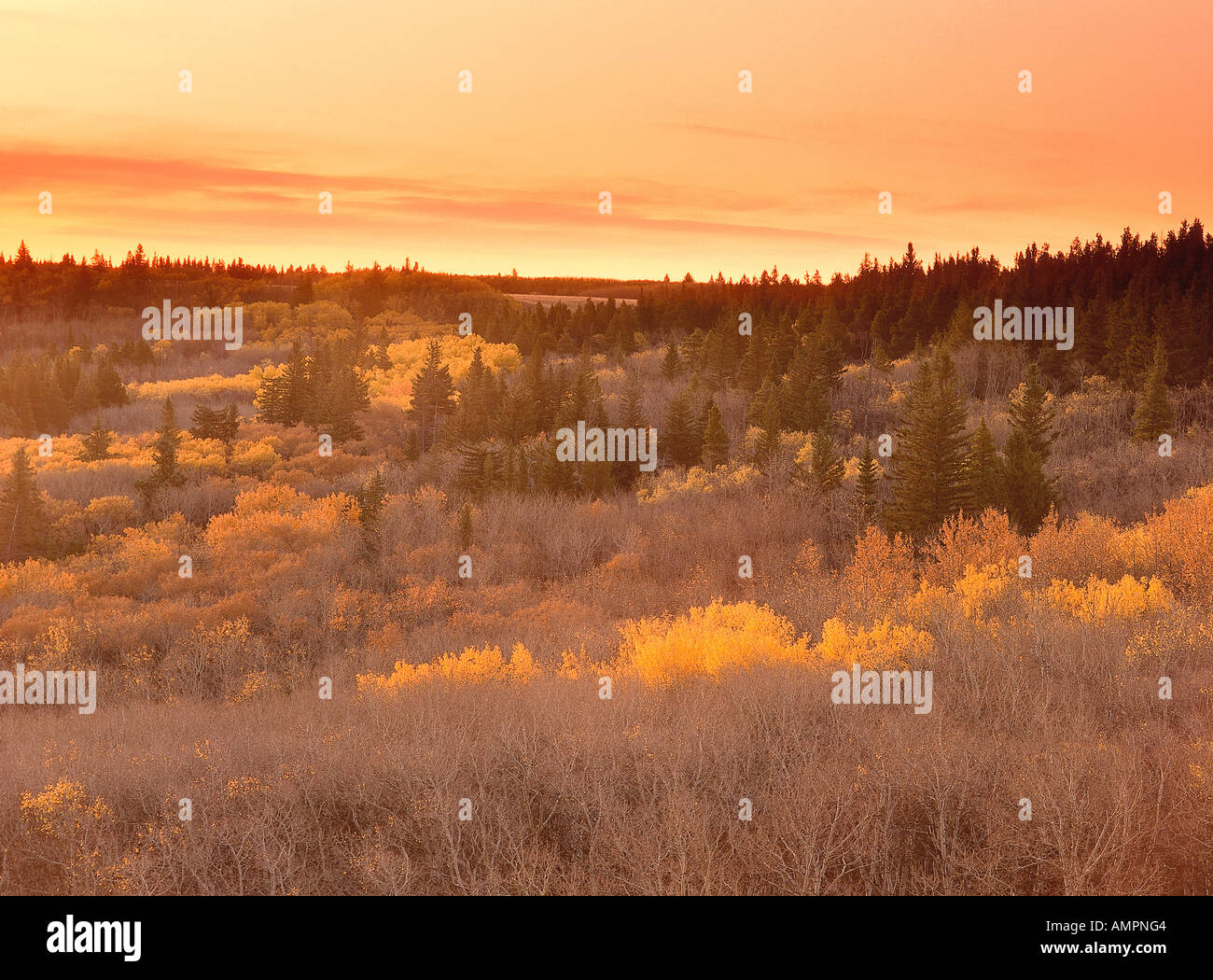 Autumn Scenic, Cypress Hills Provincial Park, Saskatchewan, Canada ...