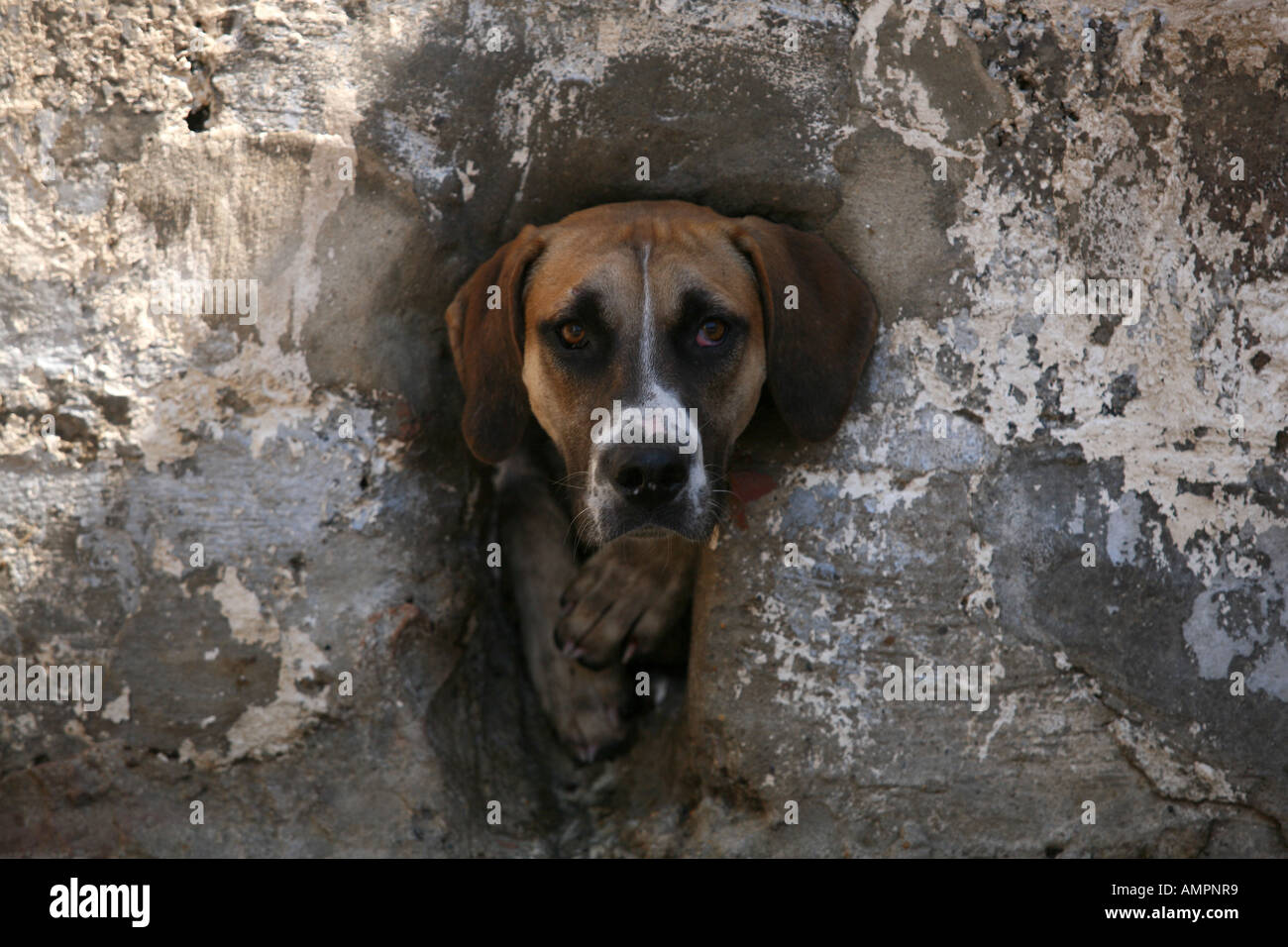 Dog hole hi-res stock photography and images - Alamy