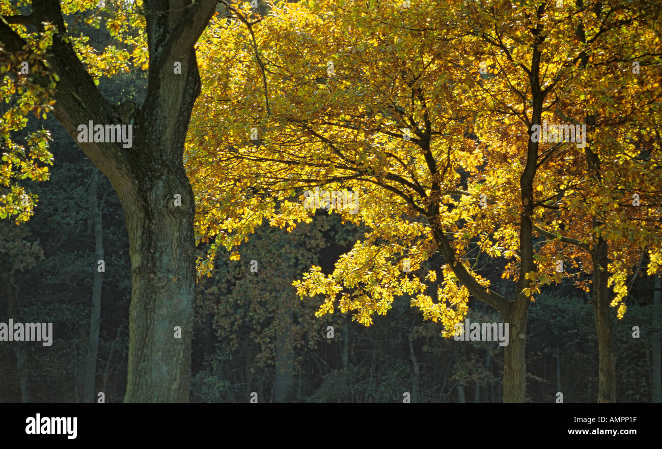 Autumn coloured trees germany hi-res stock photography and images - Alamy
