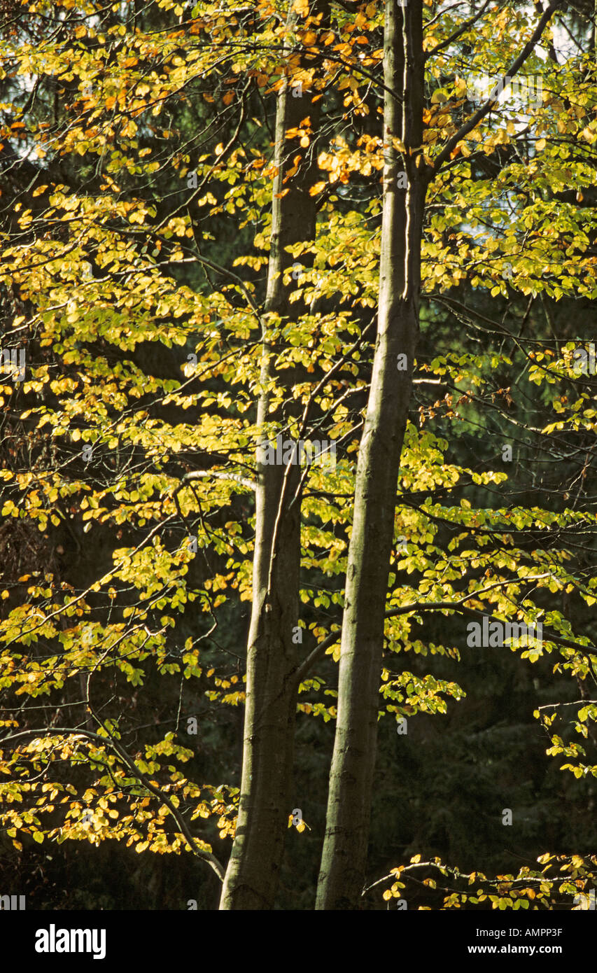 Autumn coloured trees germany hi-res stock photography and images - Alamy