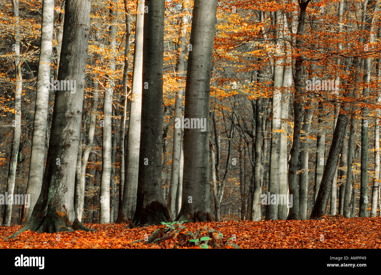 Autumn coloured beeches Germany Stock Photo - Alamy