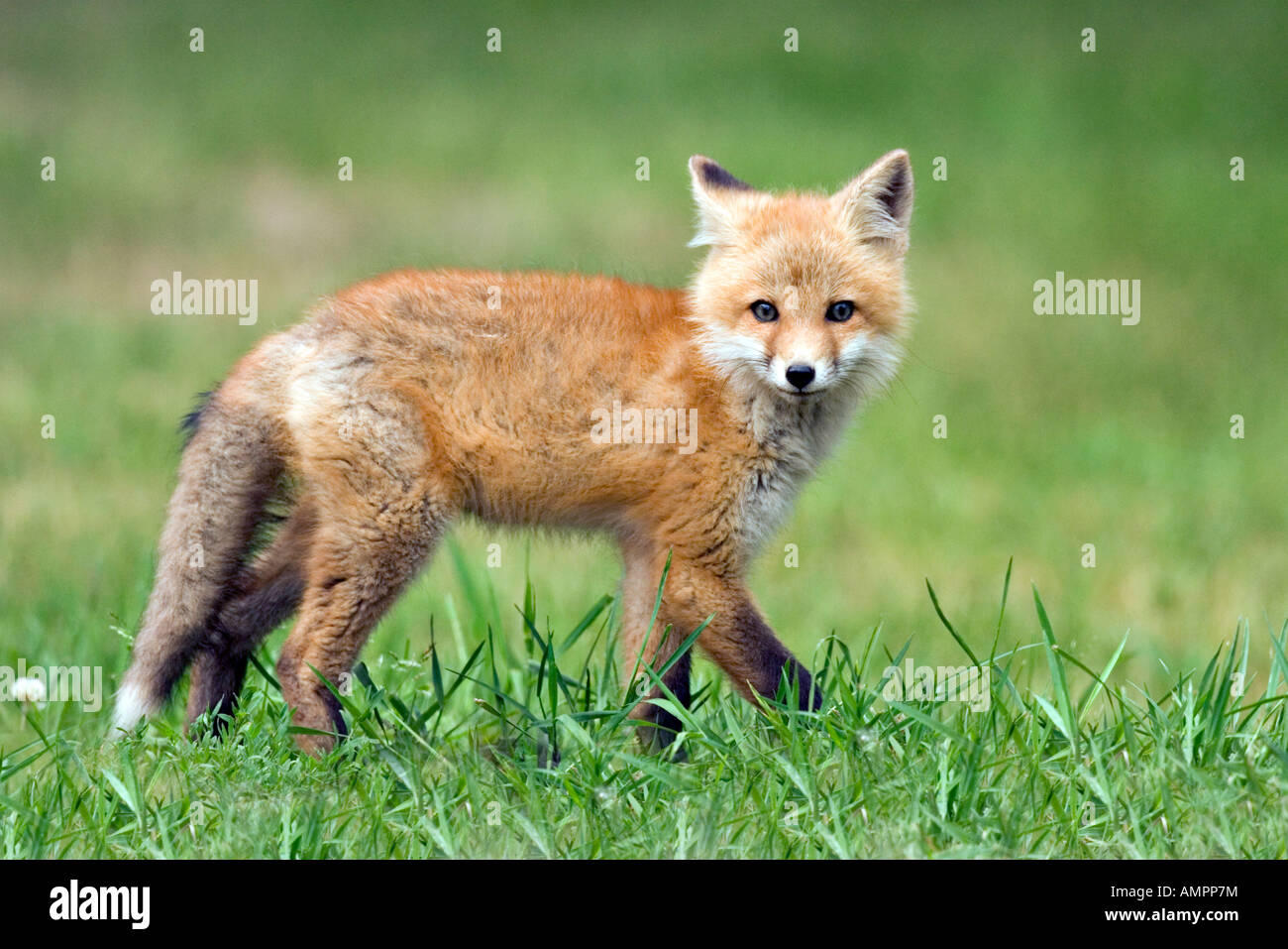 Red Fox Vulpes fulva Savannah Portage State Park Aitkin County ...