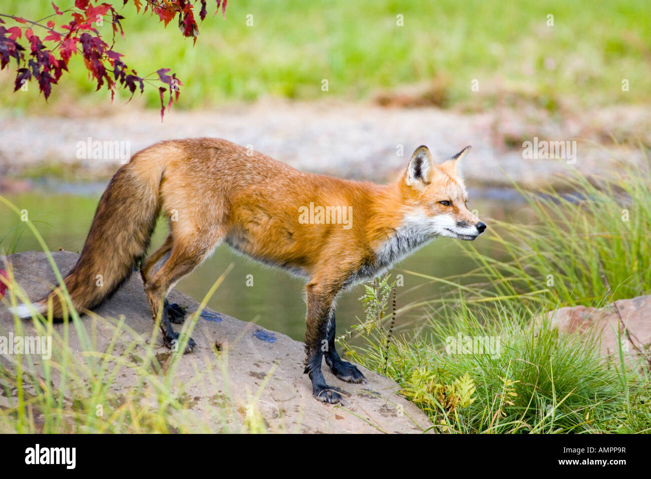 Red Fox Vulpes fulva Sandstone Pine County Minnesota United States 29 ...