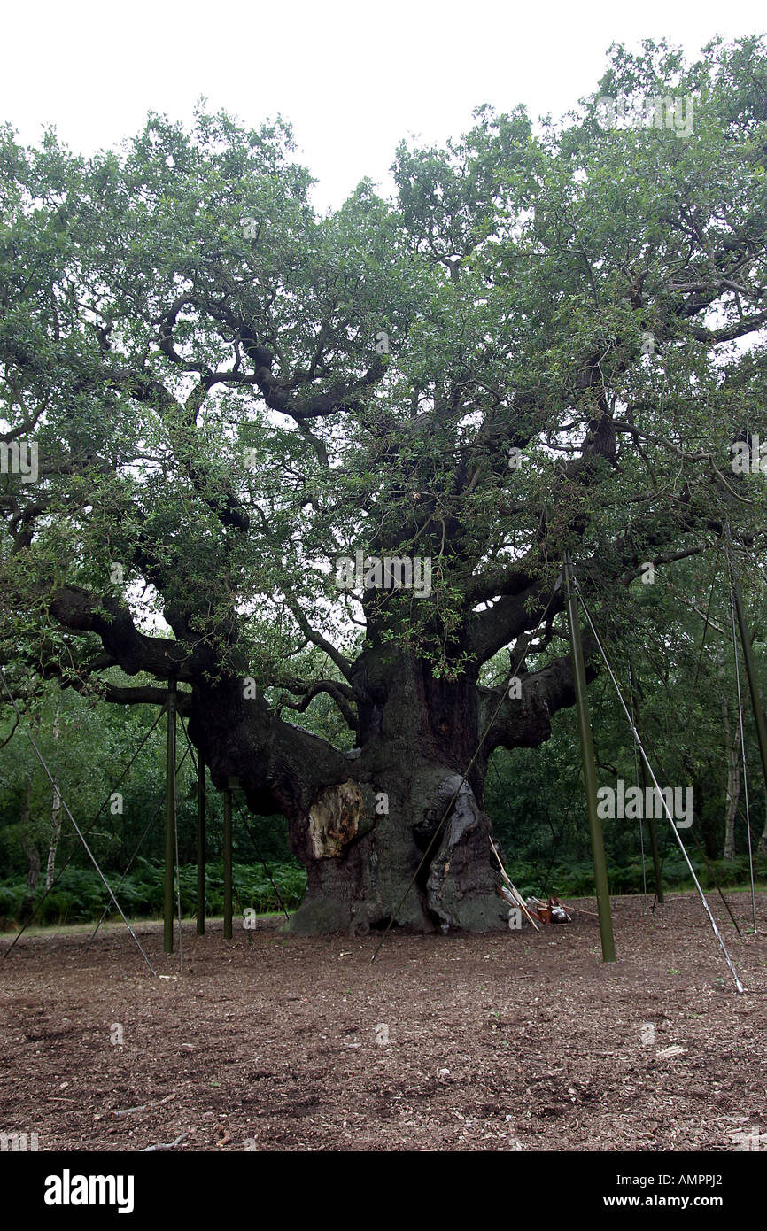 Major oak tree quercus robur hi-res stock photography and images - Alamy