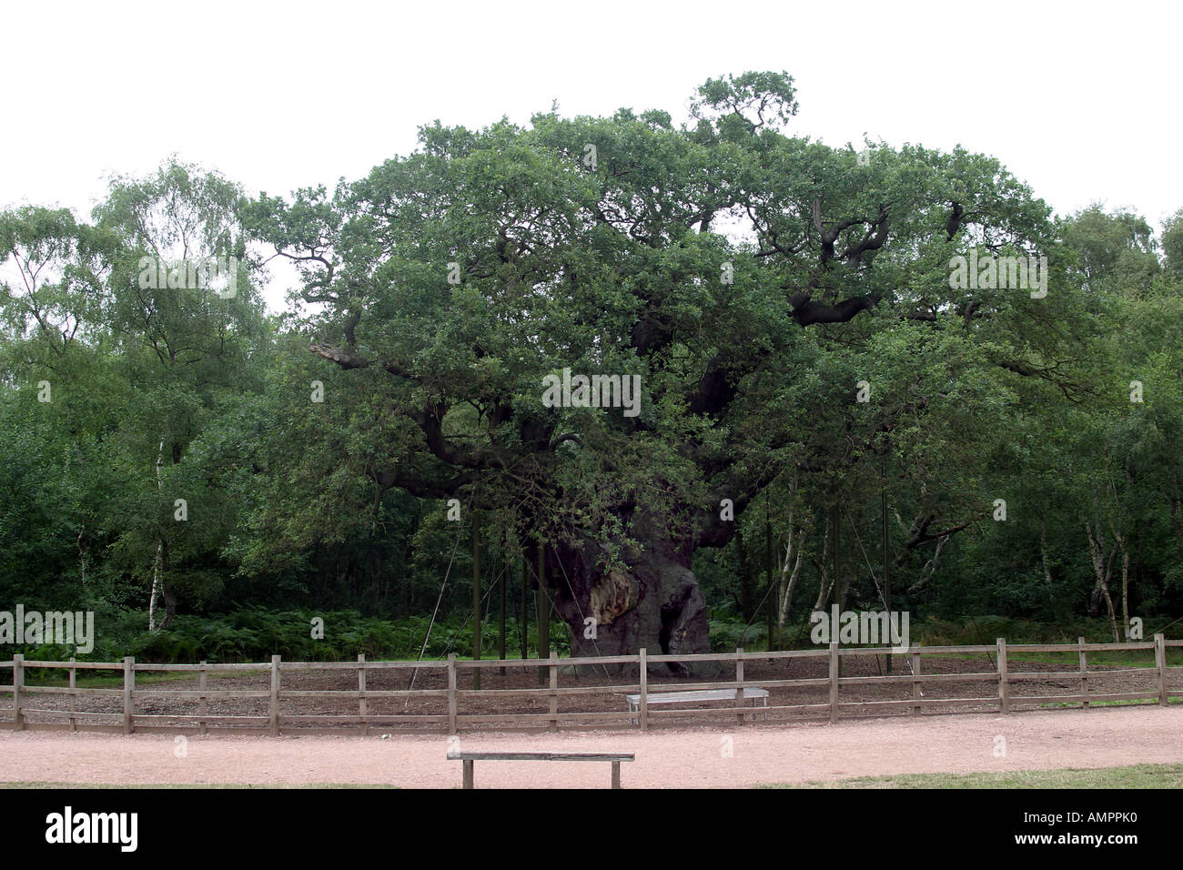 Robin Hood Festival The Major s Oak Largest Oak Tree in the UK the ...