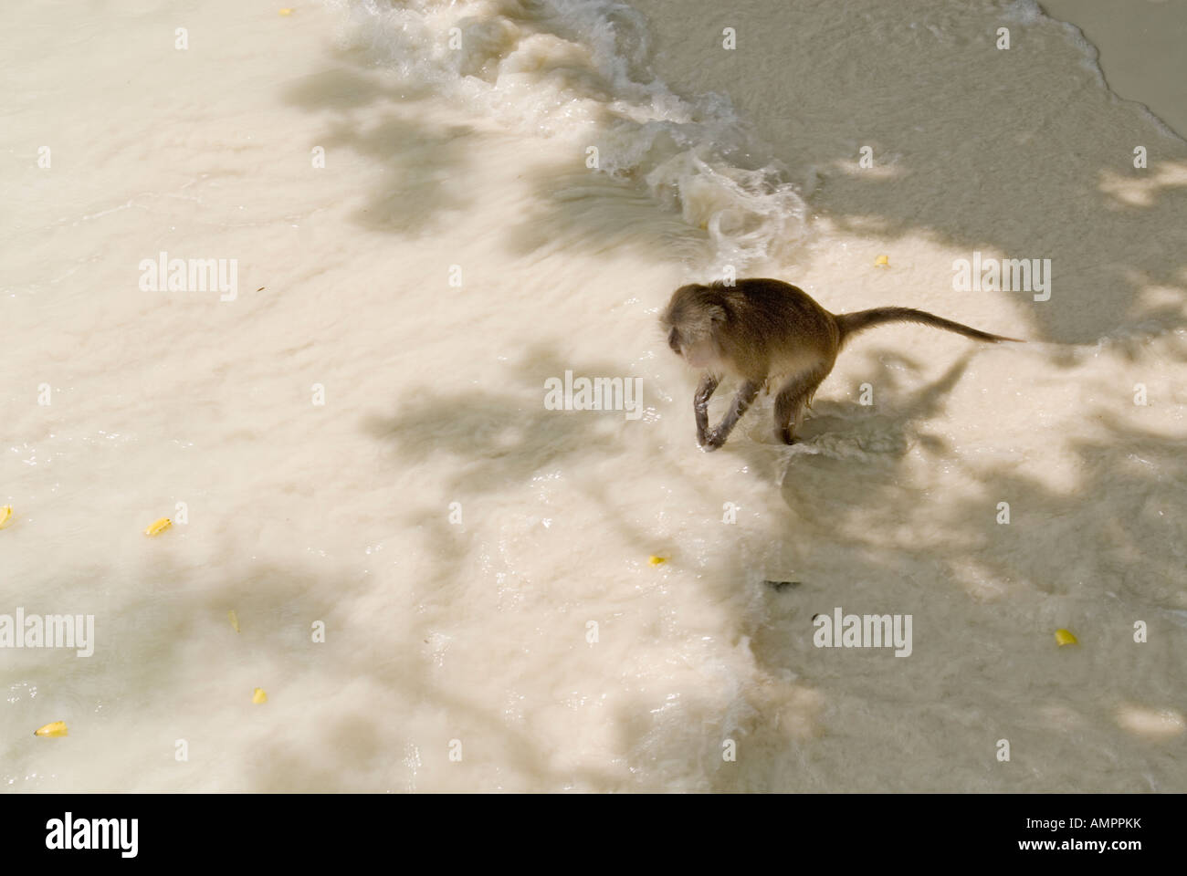 Long Tailed Macaque Playing In Sea Monkey Beach Koh Phi Phi Don Krabi ...