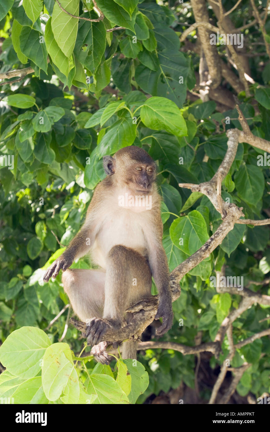 Long Tailed Macaque Sitting In Tree Monkey Beach Koh Phi Phi Don Krabi ...
