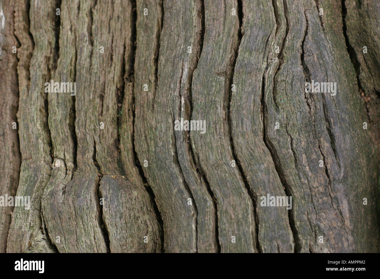 Patterns in a tree trunk Stock Photo - Alamy