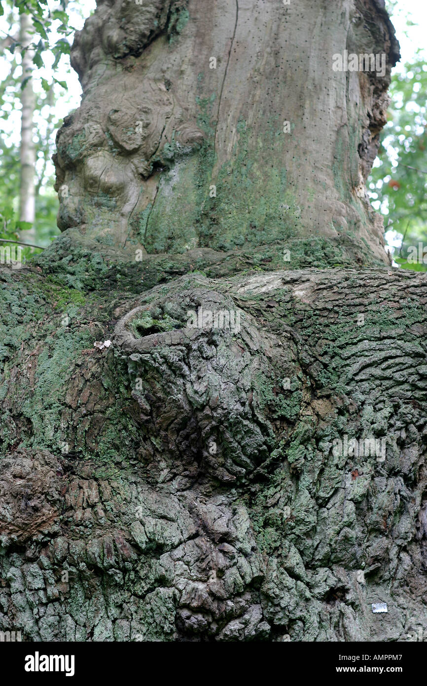 Patterns in a tree trunk Stock Photo - Alamy