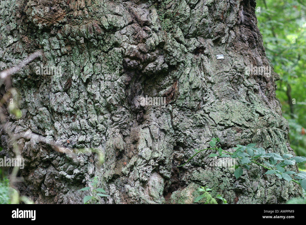 Patterns in a tree trunk Stock Photo - Alamy