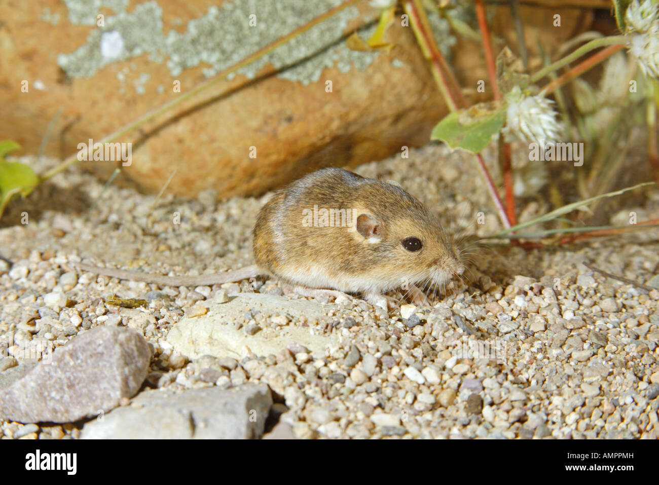 Perognathus Flavus High Resolution Stock Photography and Images - Alamy
