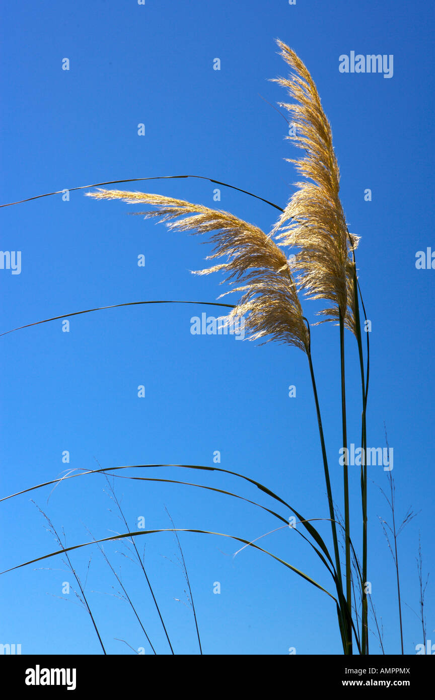 Toi Toi plants along the Kaikoura Beach, Kaikoura, East Coast, South ...