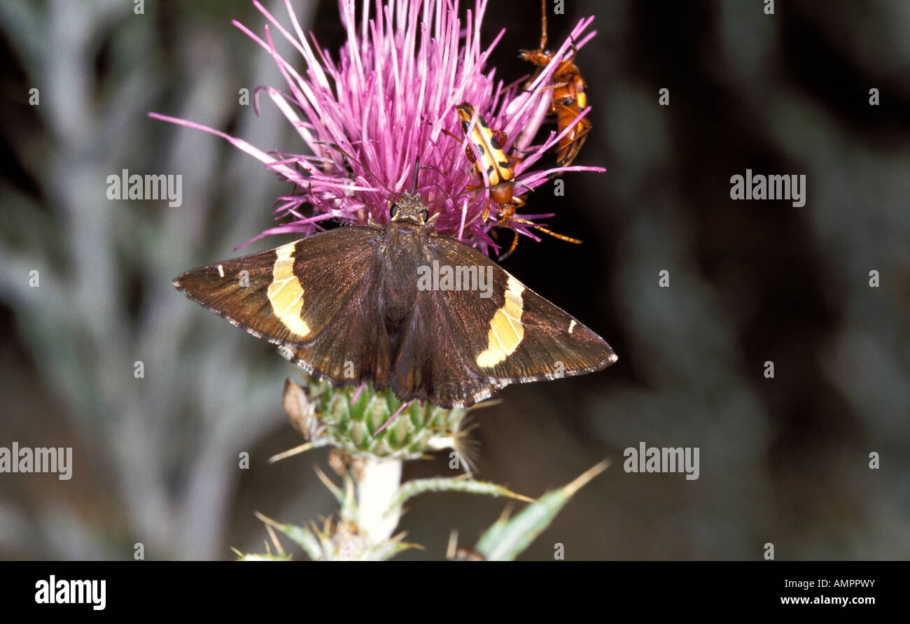 Golden-banded Skipper Autochton cellus Big Bend National Park TEXAS ...