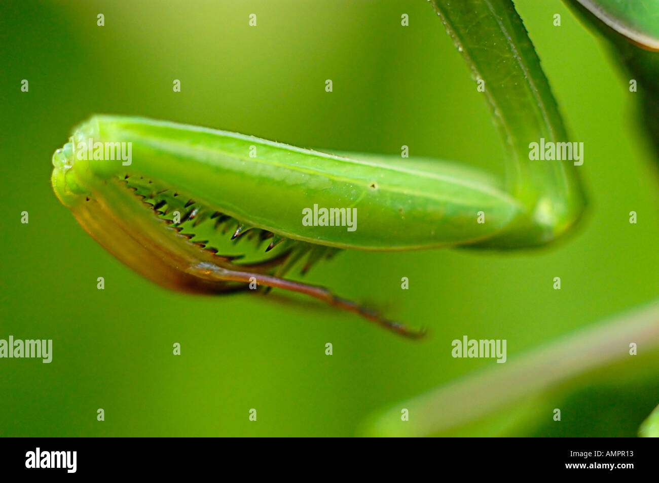 Claws of a Manticore mantis religiosa Stock Photo - Alamy
