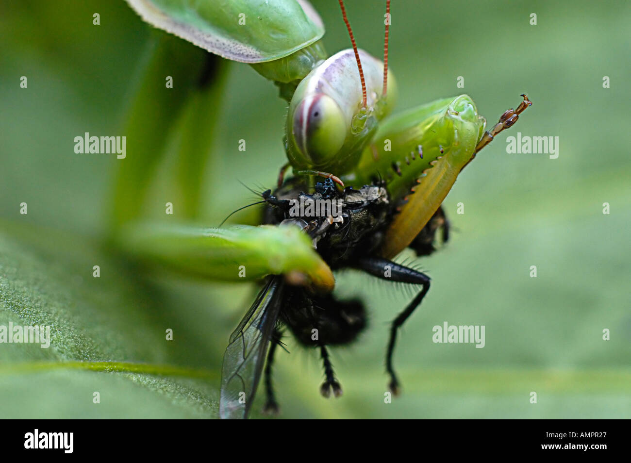 A Manticore is eating a Fly mantis religiosa Stock Photo - Alamy