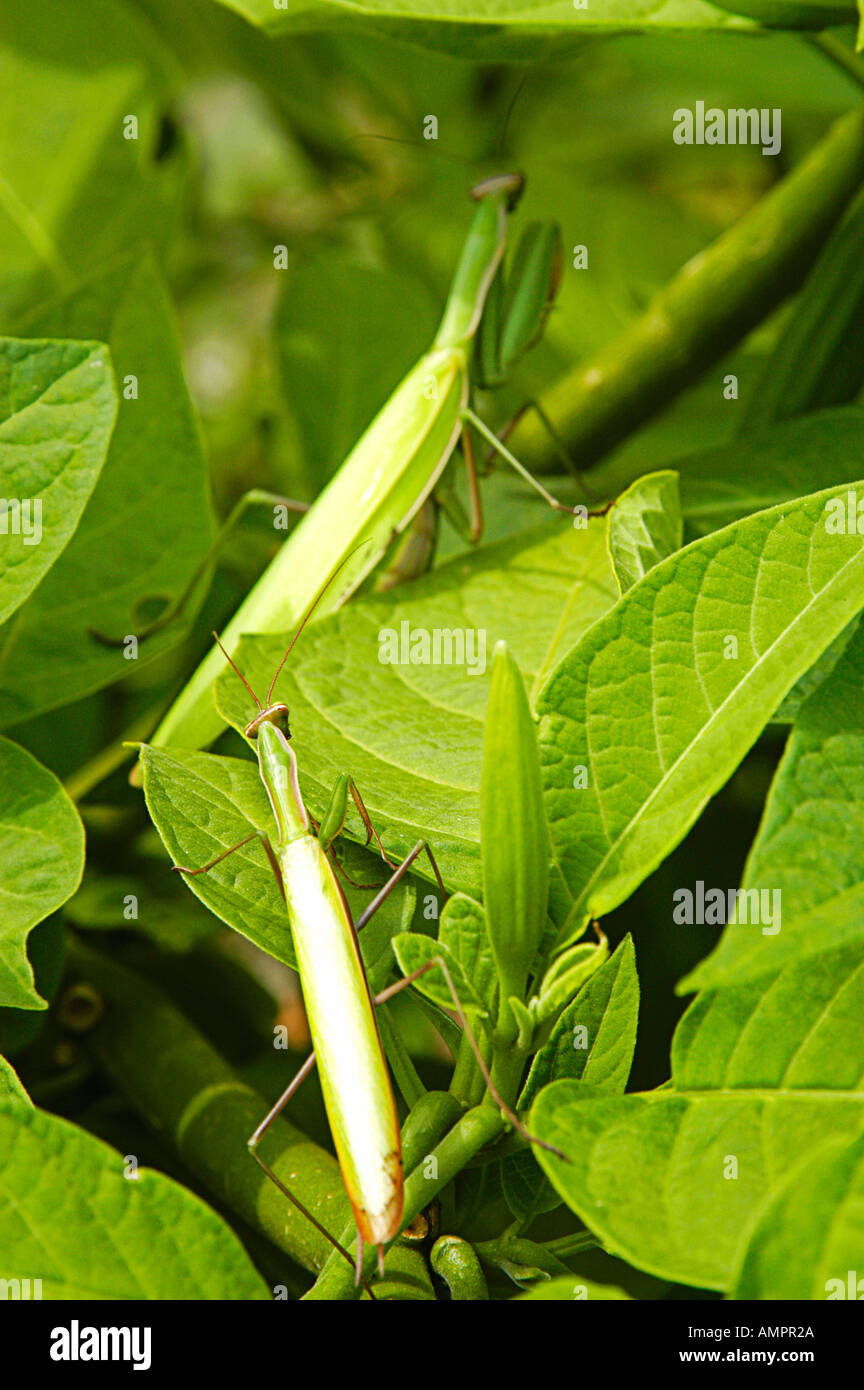 Mantis religiosa mating hi-res stock photography and images - Alamy