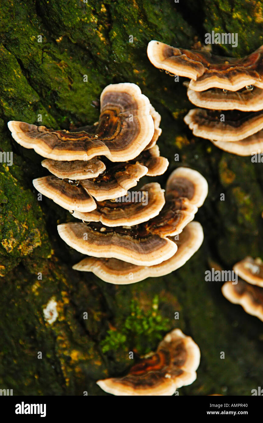 Some tree sponge s Fomitopsis pinicola on a Tree Stock Photo - Alamy