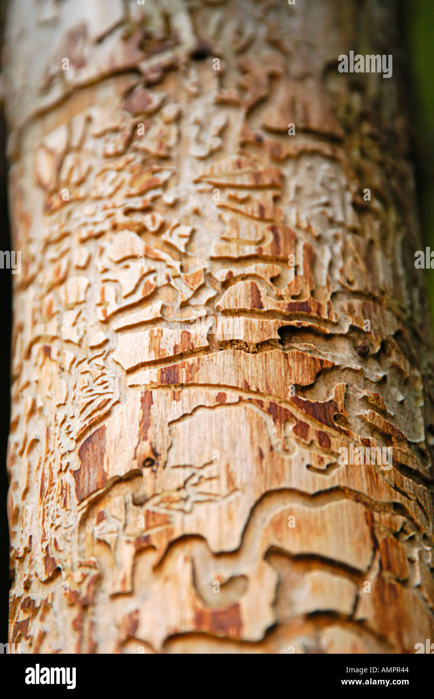 A bug eaten log Stock Photo - Alamy