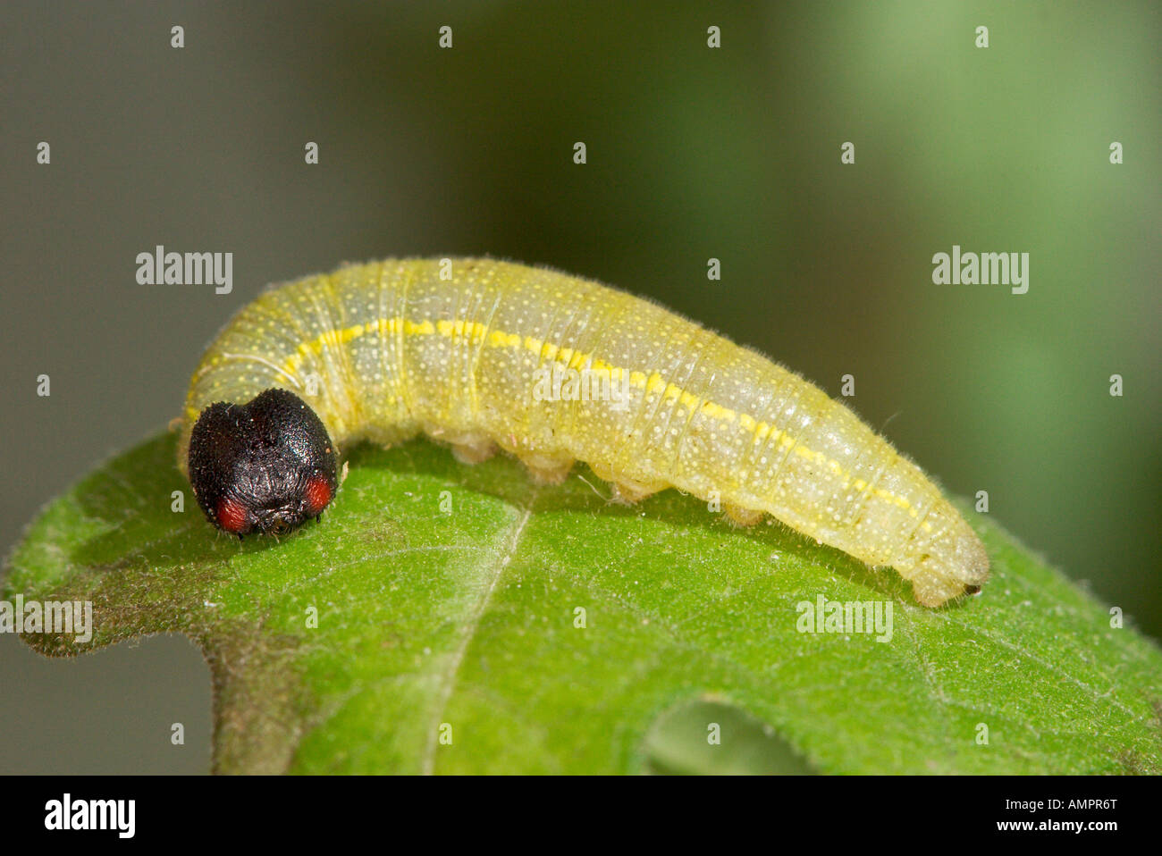 Golden-banded Skipper Autochton cellus Huachuca Mountains Arizona ...
