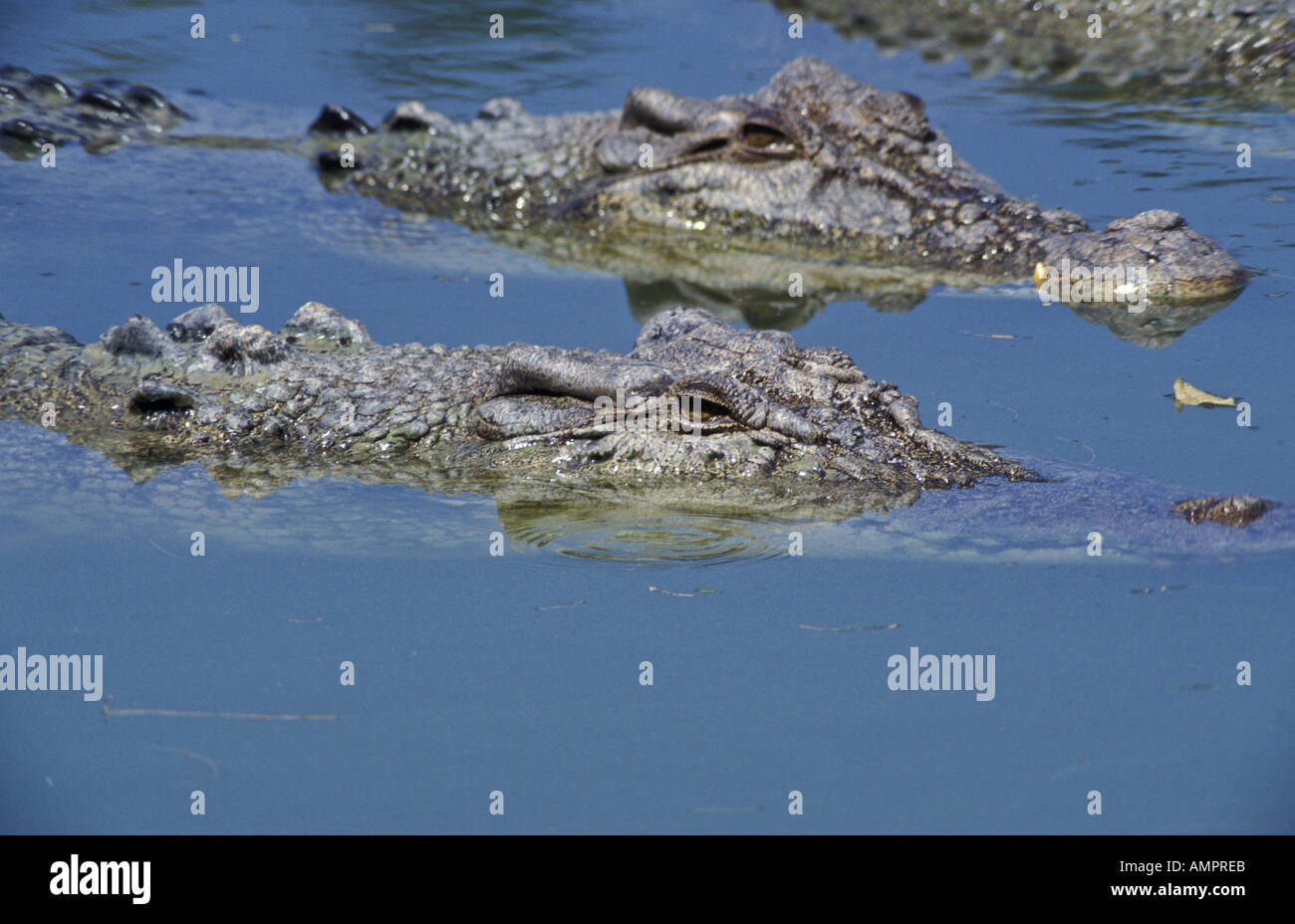 Australia, Saltwater crocodile, close-up Stock Photo - Alamy