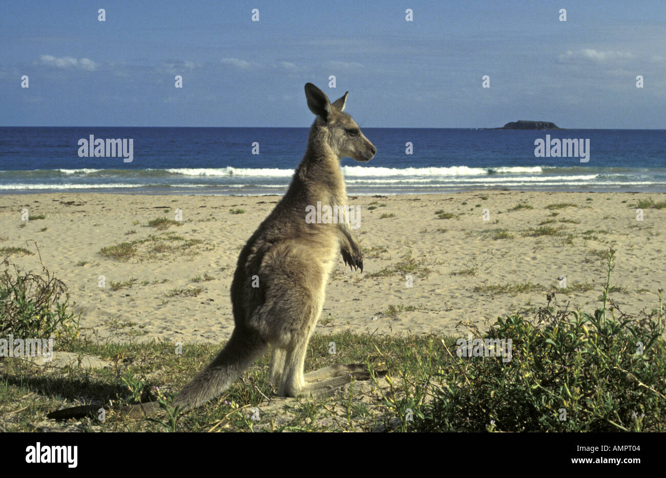 Kangaroo in bushes hi-res stock photography and images - Alamy