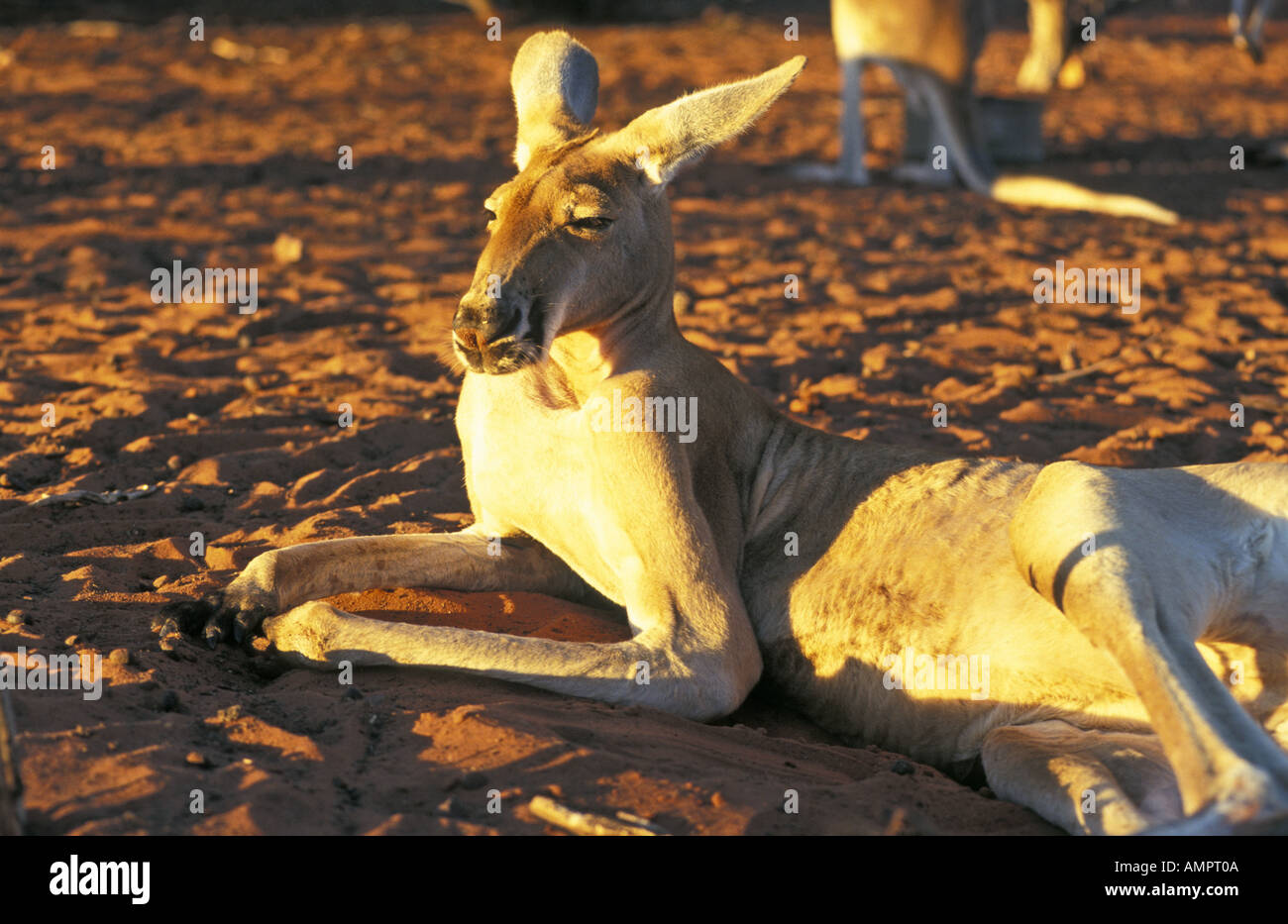 Australia, Kangaroo relaxing Stock Photo - Alamy