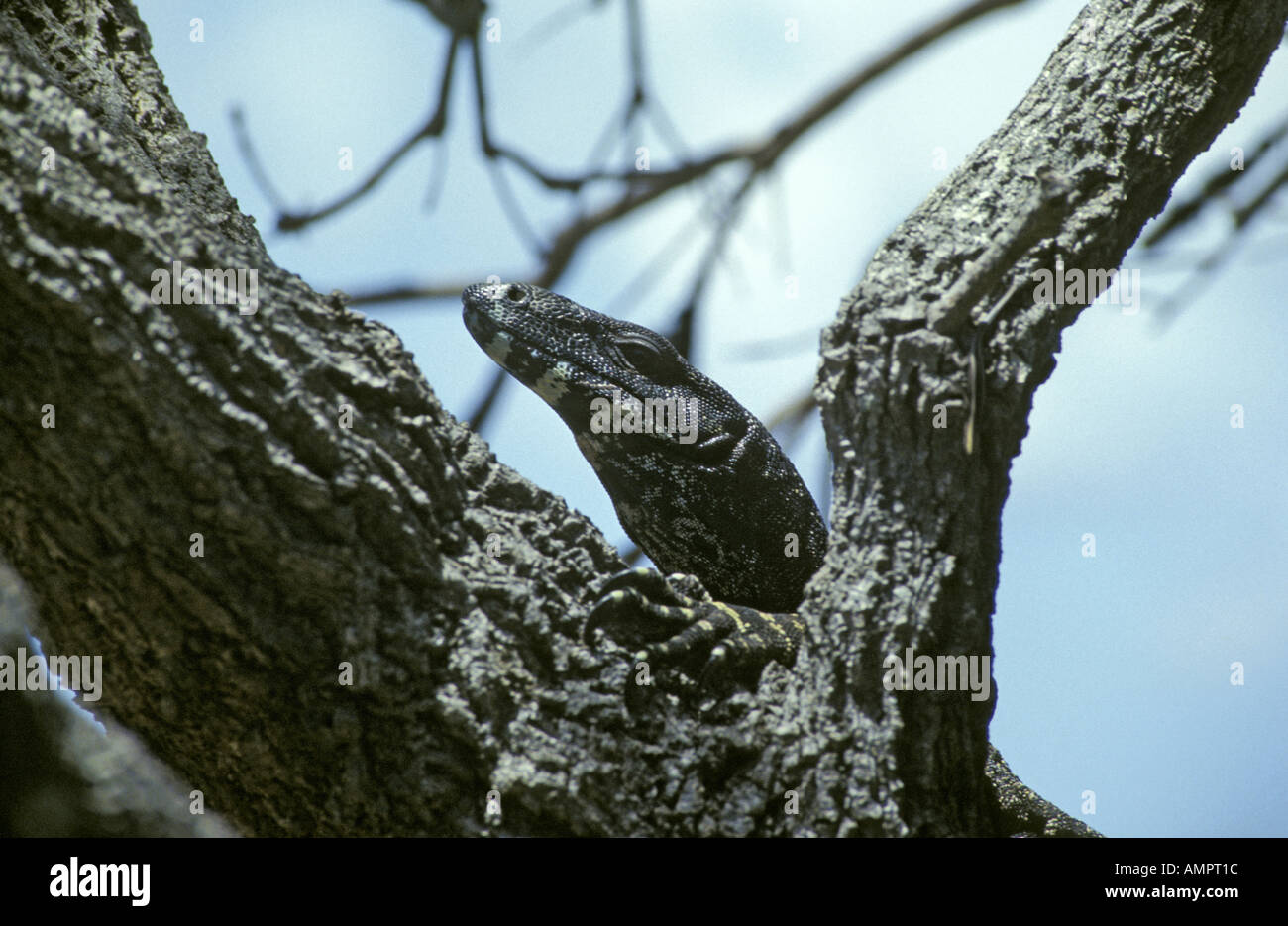 Australia, Monitor lizard, head Stock Photo - Alamy
